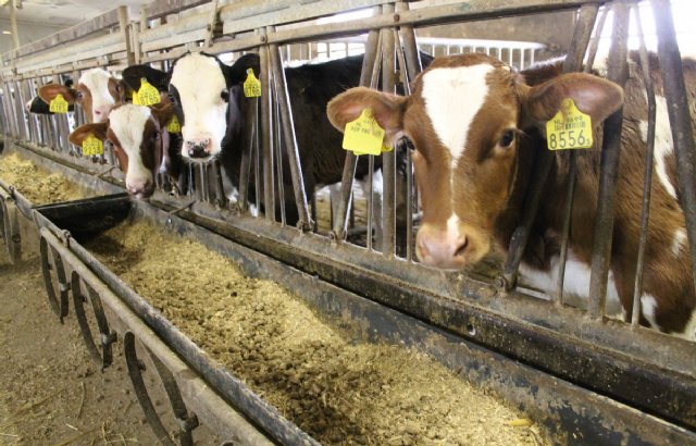 Wachten op perspectief voor ros?kalverhouders - DeKalverhouder.nl