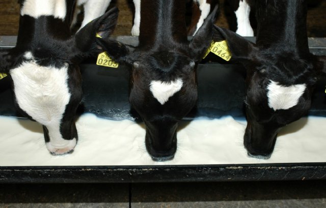 'Kalverhouderij sterke maar kwetsbare sector' - DeKalverhouder.nl