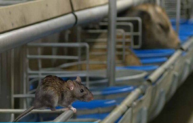 Tien tips om ratten en muizen te weren - DeKalverhouder.nl
