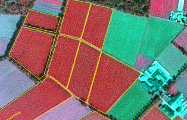 NVWA gebruikt satellietdata bij controle vanggewas - DeKalverhouder.nl