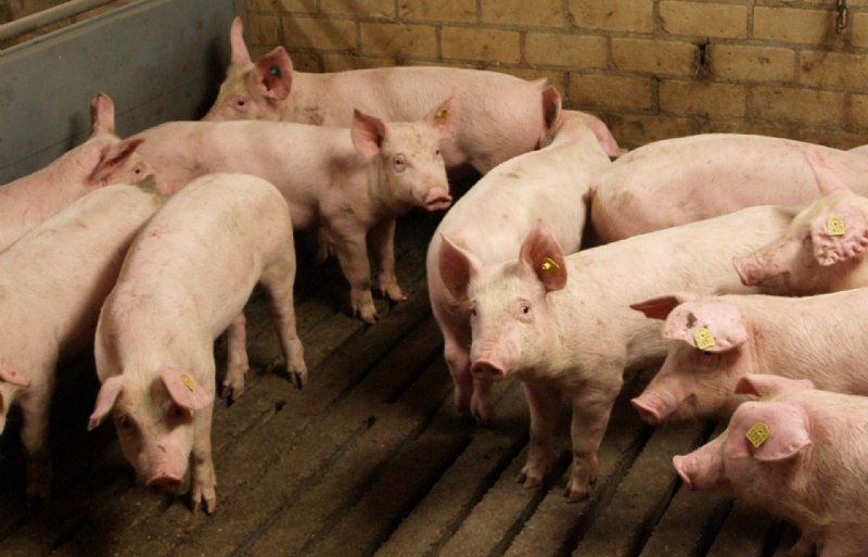 Van Rooi Meat dicht tot 17 juni - DeKalverhouder.nl