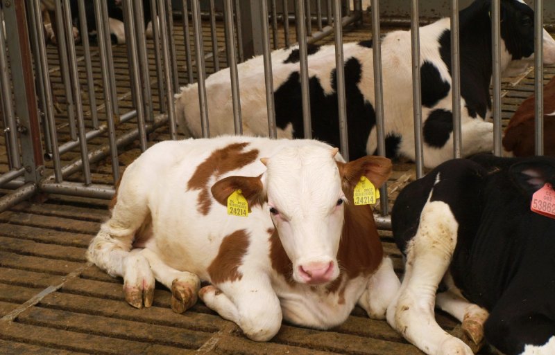Welzijnsmonitor tot waarde maken voor kalverbedrijf - DeKalverhouder.nl