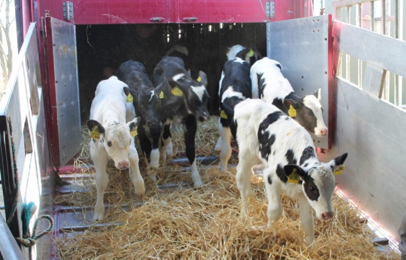 Ook Fuite haalt zelf kalveren op bij melkveehouders - DeKalverhouder.nl