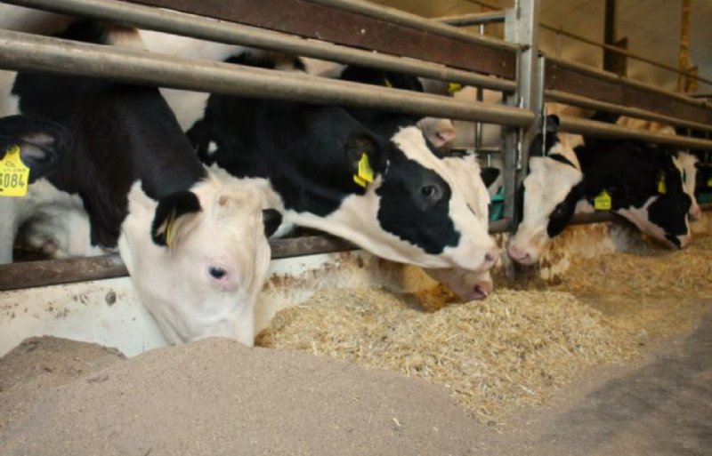 No-nonsense rantsoen met meel en stro - DeKalverhouder.nl