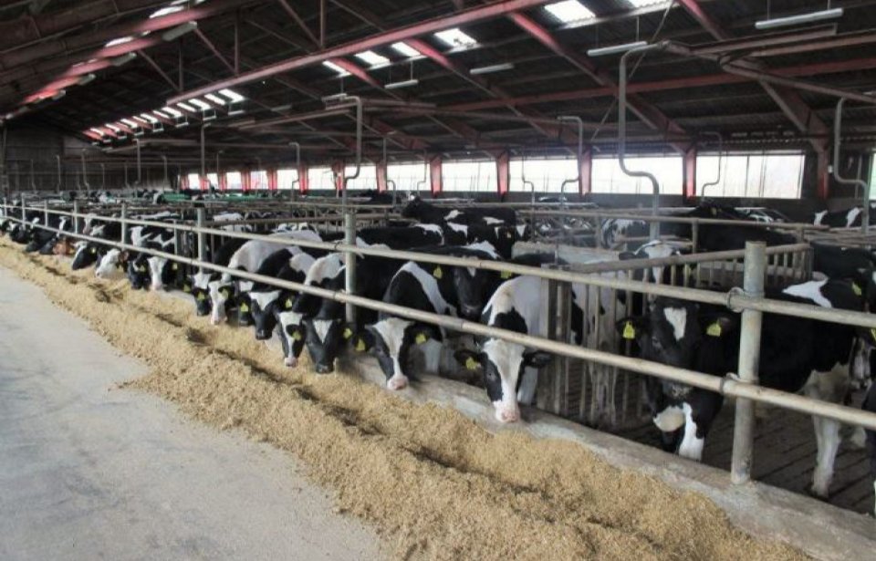 Fuite gestopt met kalverhouderij in Denemarken - DeKalverhouder.nl