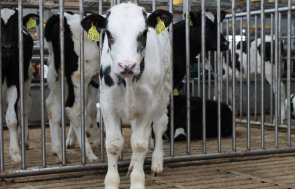 Zestien verbeterpunten I&R aangedragen - DeKalverhouder.nl