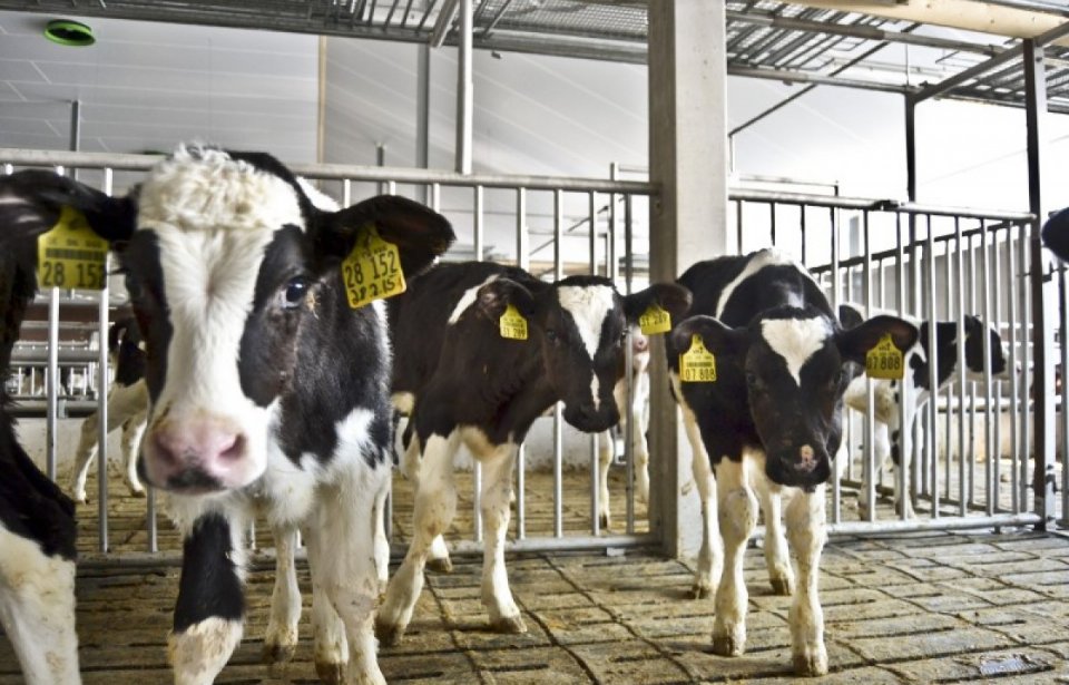 Denkavit stelt extra eisen aan leveranciers kalveren - DeKalverhouder.nl
