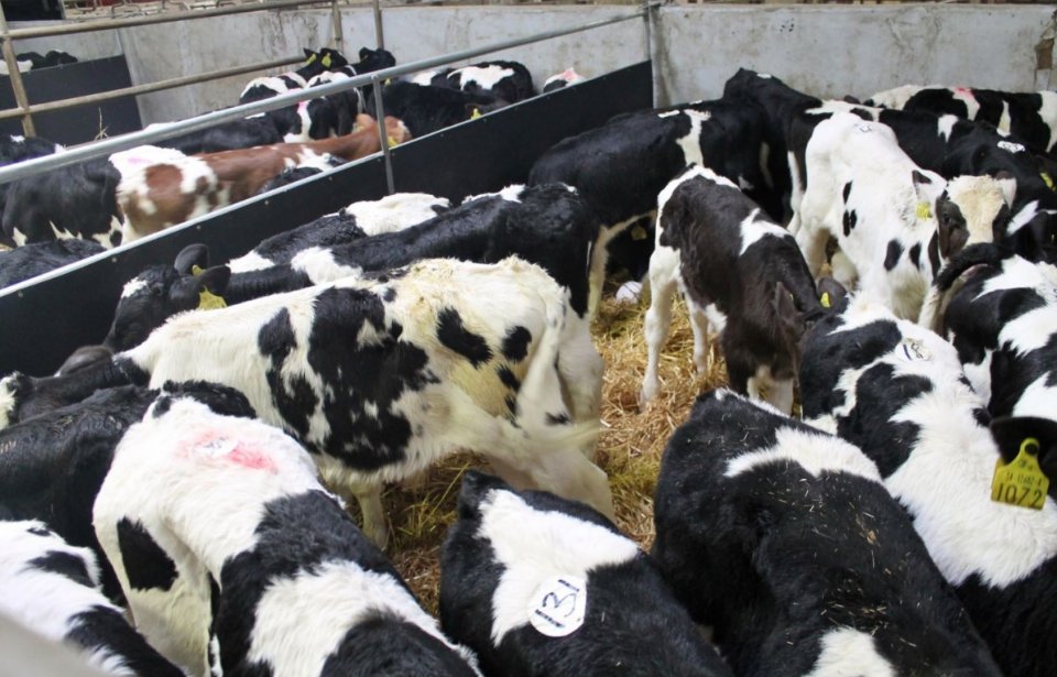 Invoer Belgische kalveren verdubbeld - DeKalverhouder.nl