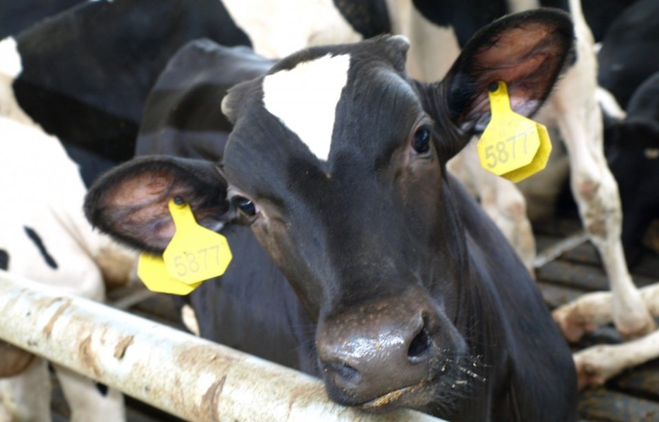 5 procent meer vleeskalveren in Nederland - DeKalverhouder.nl