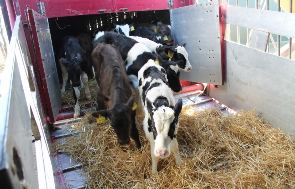 Meer jonge kalveren geëxporteerd - DeKalverhouder.nl