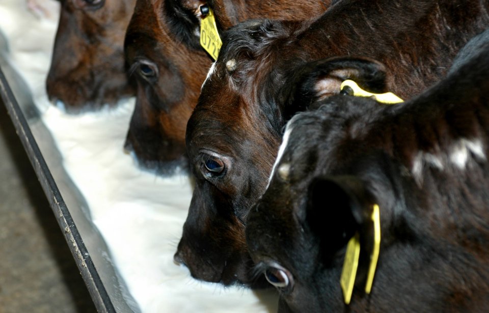 Denkavit neemt Italiaanse kalvermelkproducent over - DeKalverhouder.nl