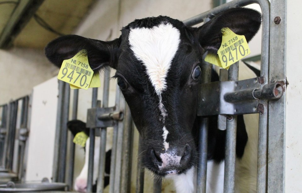 FrieslandCampina controleert op aanmelden en oormerken kalveren ...