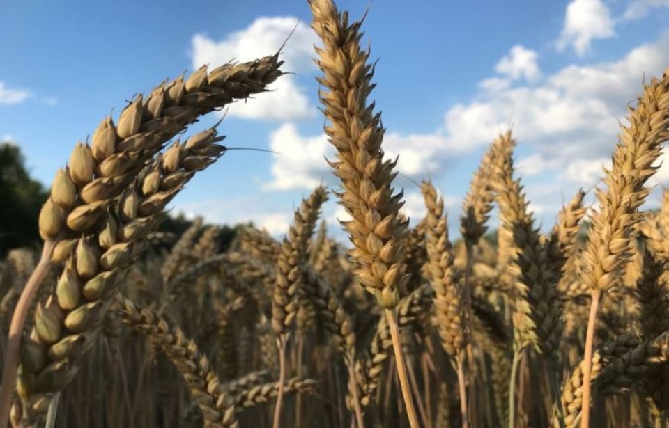 Starters en graan goedkoper, vleesprijzen redelijk stabiel ...