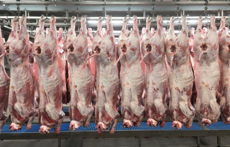 Kalverslachterijen leven regels goed na - DeKalverhouder.nl