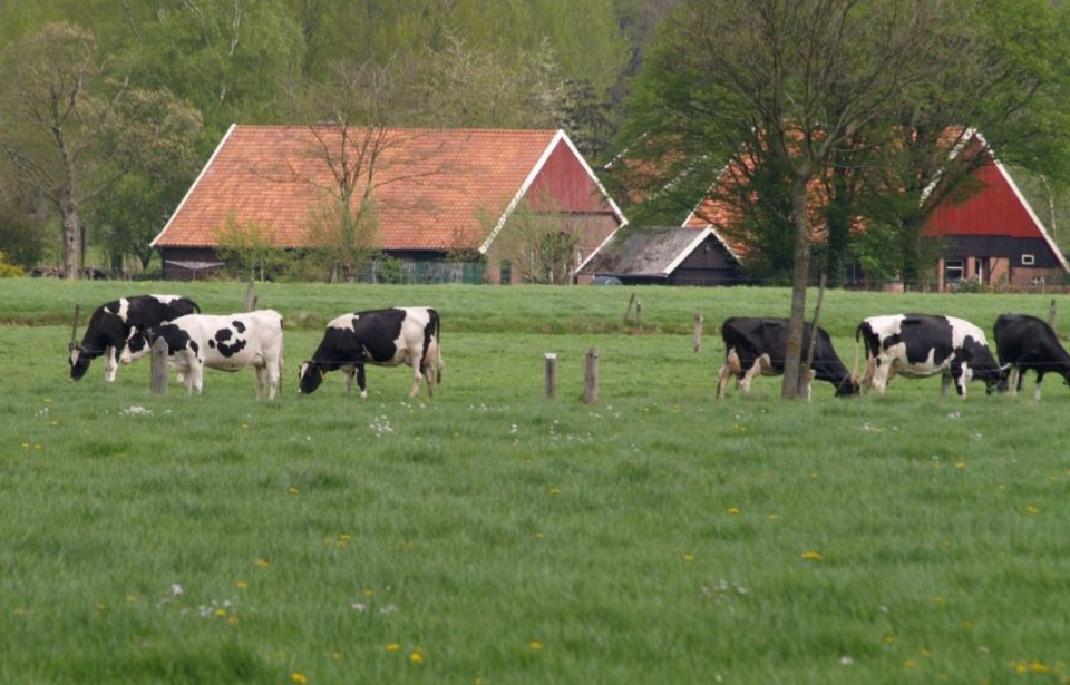 PAS-melders krijgen voorrang bij toekenning stikstof - DeKalverhouder.nl