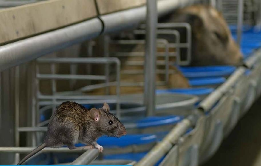 Tien tips om ratten en muizen te weren - DeKalverhouder.nl
